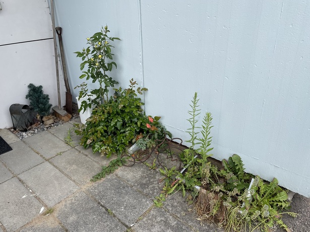 Gräsklippning och rensa en liten rabatt och mellan stenar i Eslöv ...